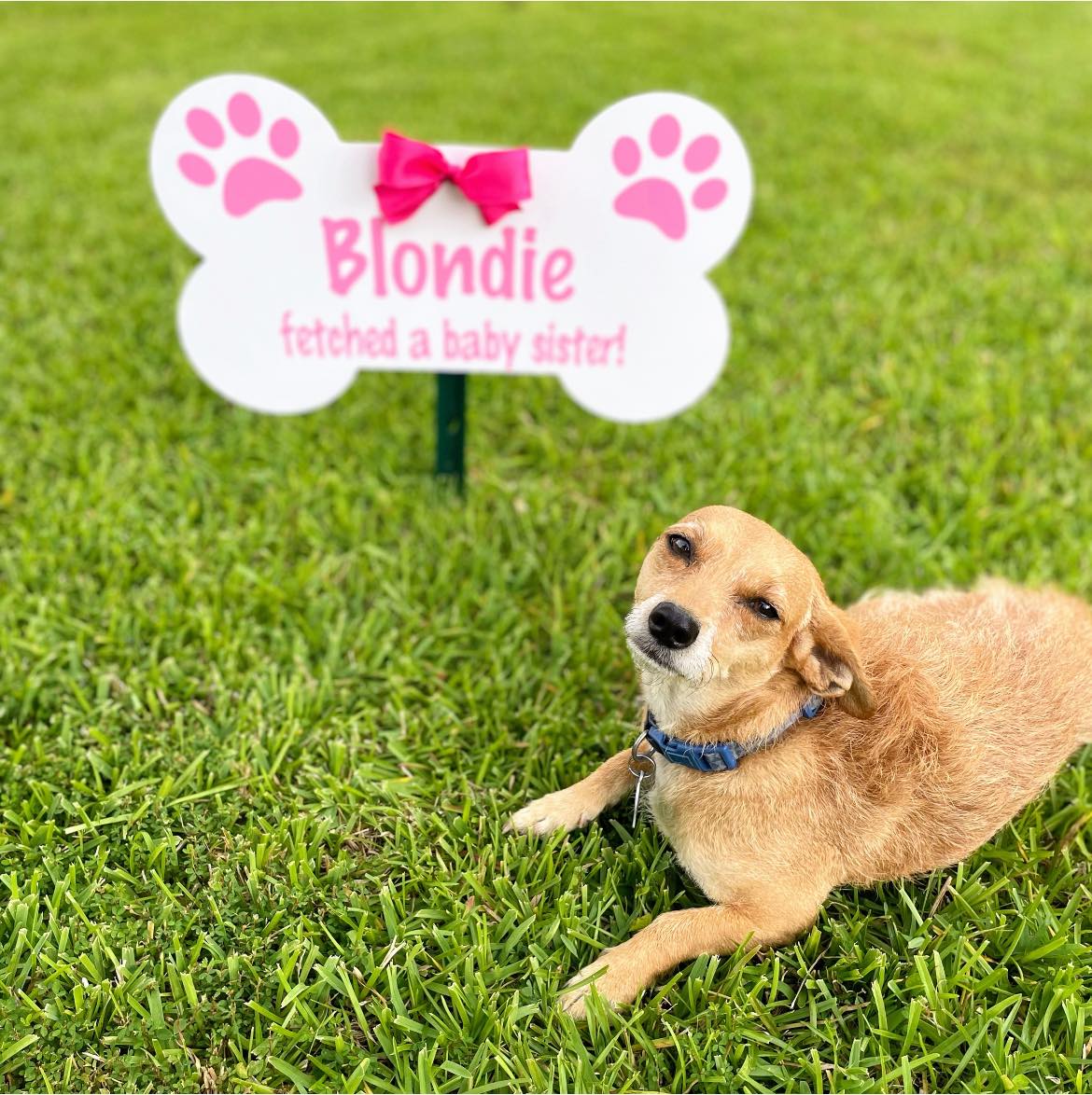 Turlock Storks and More - Finest Storks in Turlock, California